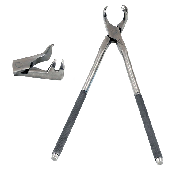 Three Prong Root Forceps Right 19" - Javeria International